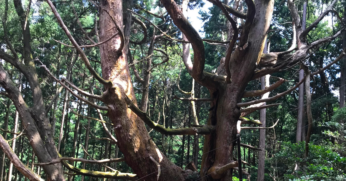 Natural Water Sanctuary Osaka Shimamoto｜Natural Water Sanctuaries ...