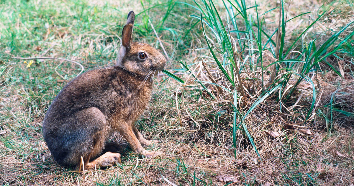Japanese Hares | Living Things in the Natural Water Sanctuaries ...